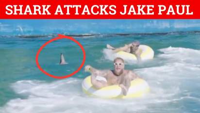 shark attack swimming pool